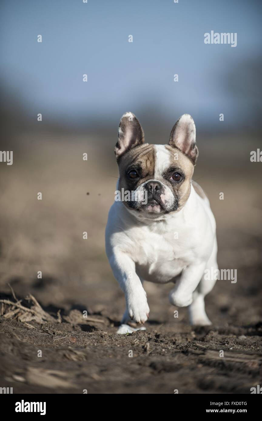 running French Bulldog Stock Photo - Alamy