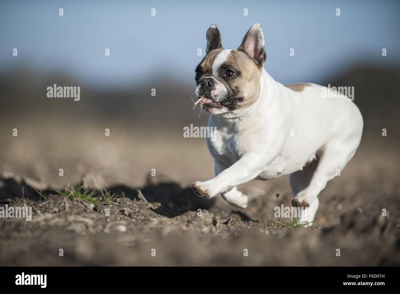 running French Bulldog Stock Photo - Alamy