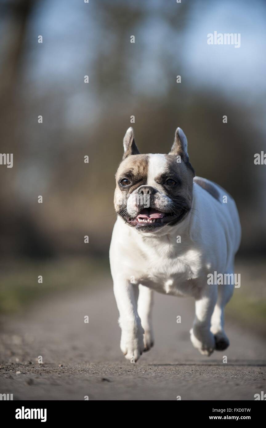 running French Bulldog Stock Photo - Alamy