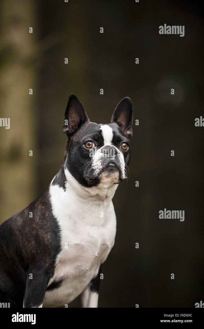 Boston terrier head portrait hi-res stock photography and images - Alamy