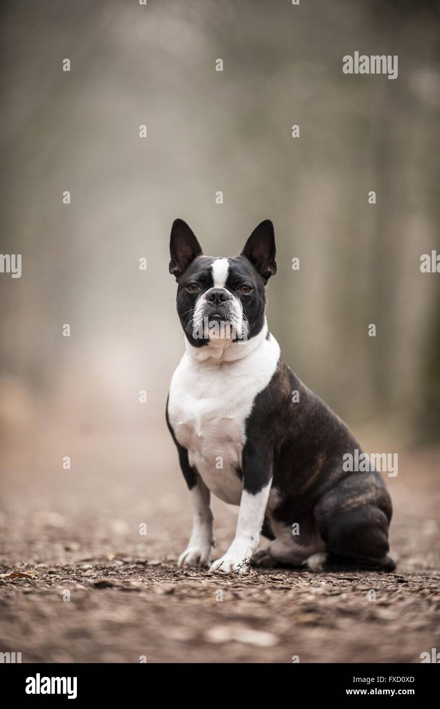 Boston Terrier Portrait Stock Photo - Alamy