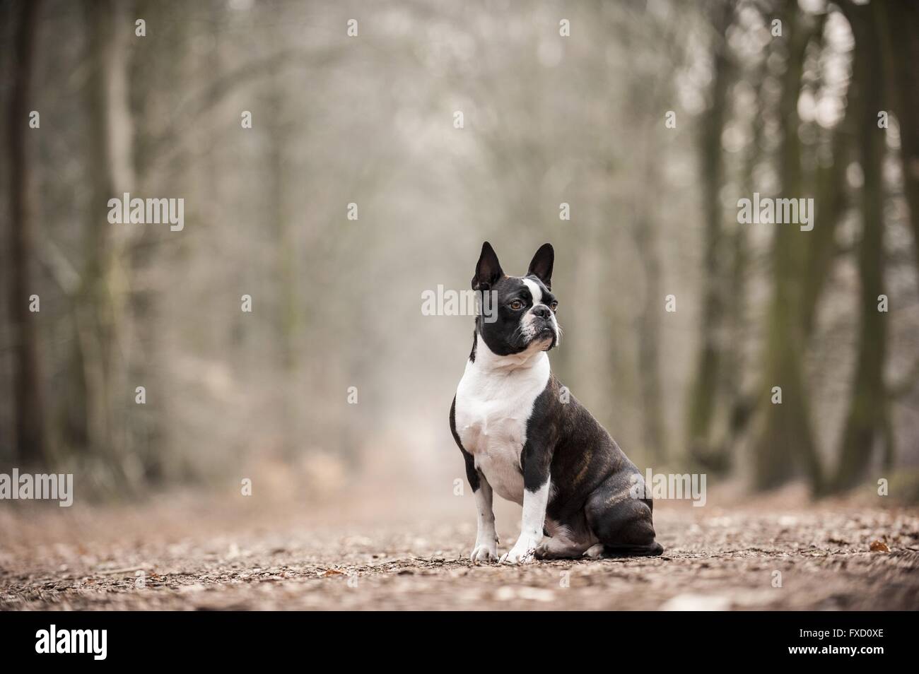 sitting Boston Terrier Stock Photo - Alamy