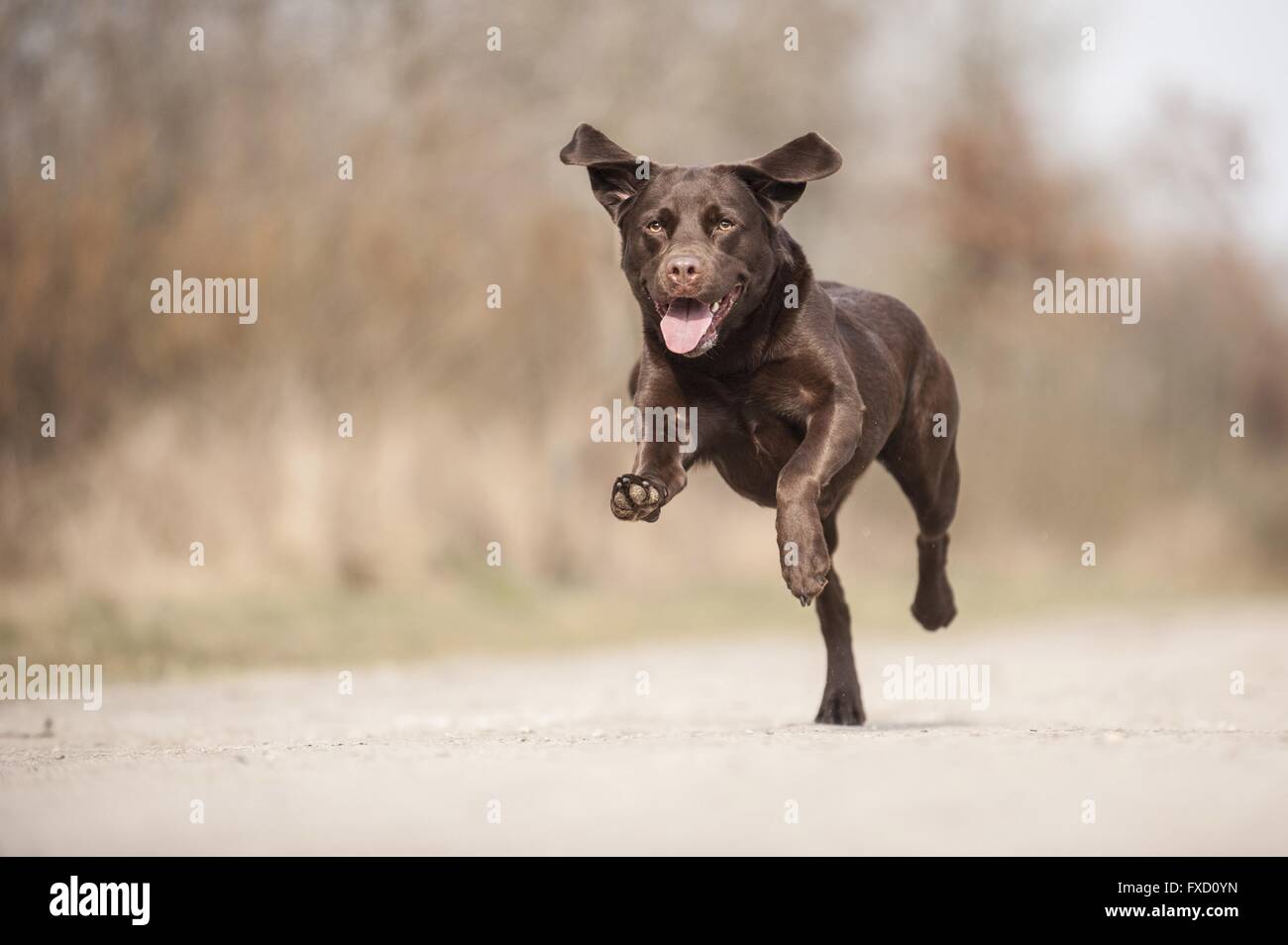 running Labrador Retriever Stock Photo - Alamy
