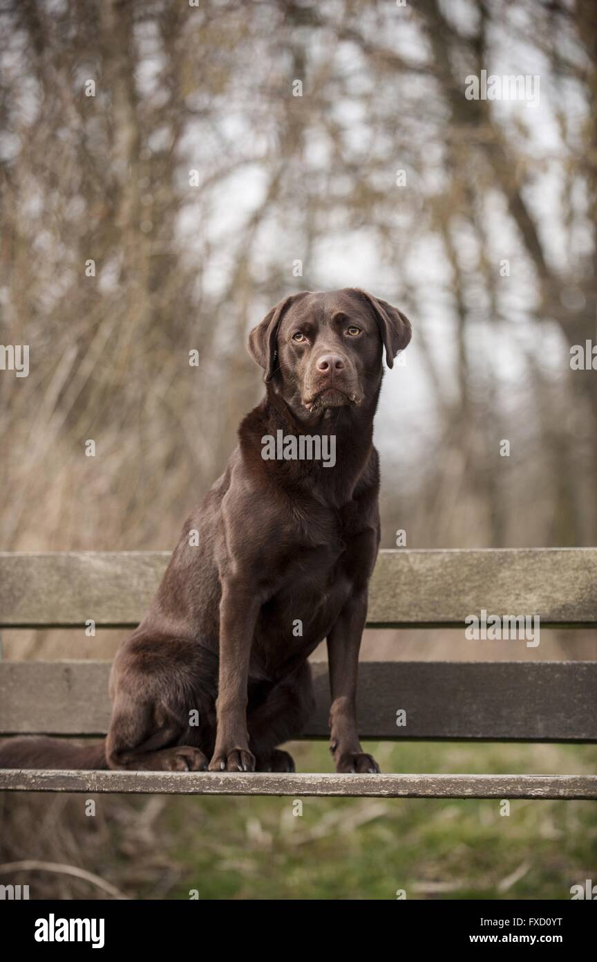 sitting Labrador Retriever Stock Photo - Alamy