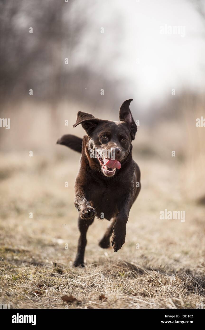 running Labrador Retriever Stock Photo - Alamy