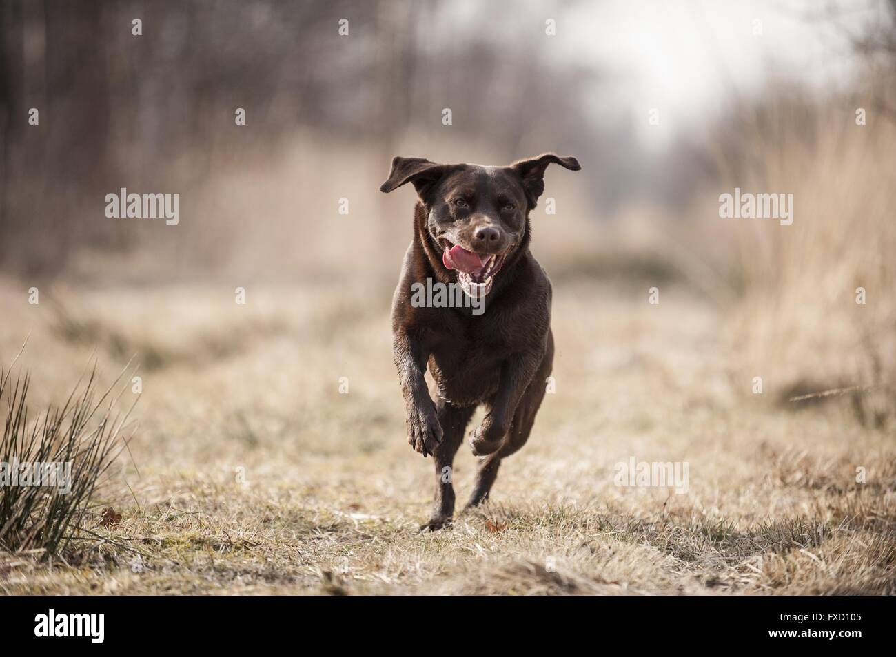 running Labrador Retriever Stock Photo - Alamy
