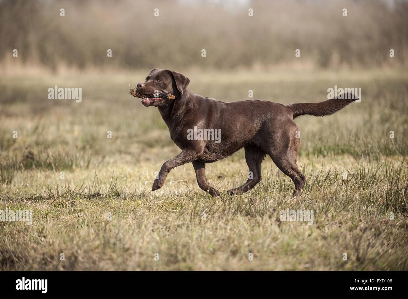 playing Labrador Retriever Stock Photo - Alamy