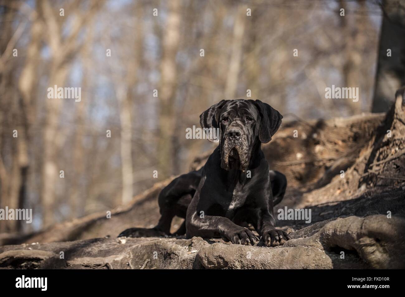 lying Great Dane Stock Photo - Alamy