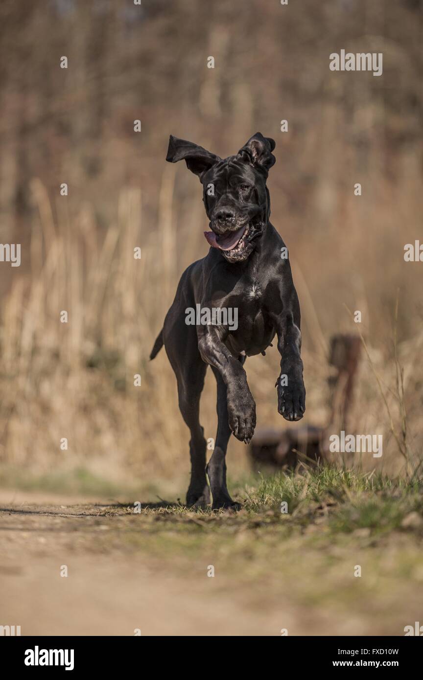 running Great Dane Stock Photo - Alamy