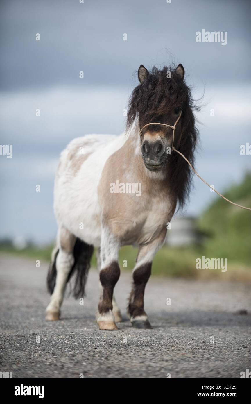 Shetland spotted pony hi-res stock photography and images - Alamy