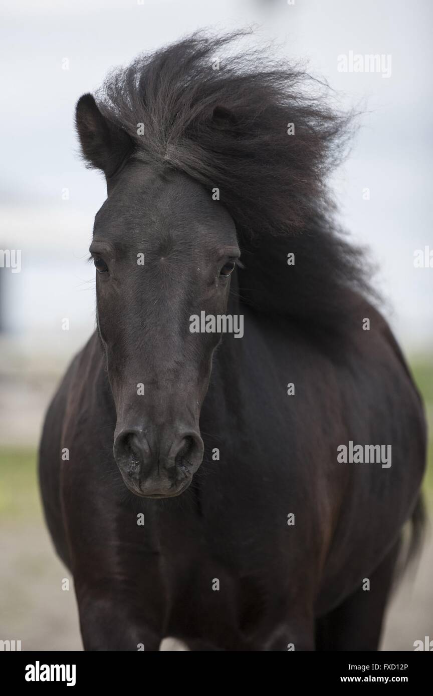 Welsh cob pony hi-res stock photography and images - Alamy