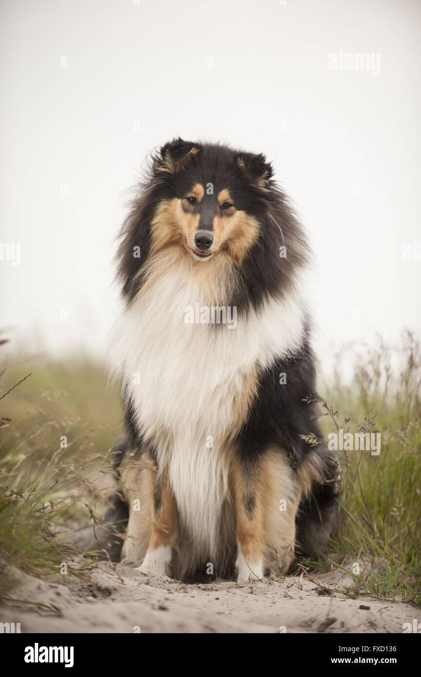 sitting longhaired Collie Stock Photo - Alamy