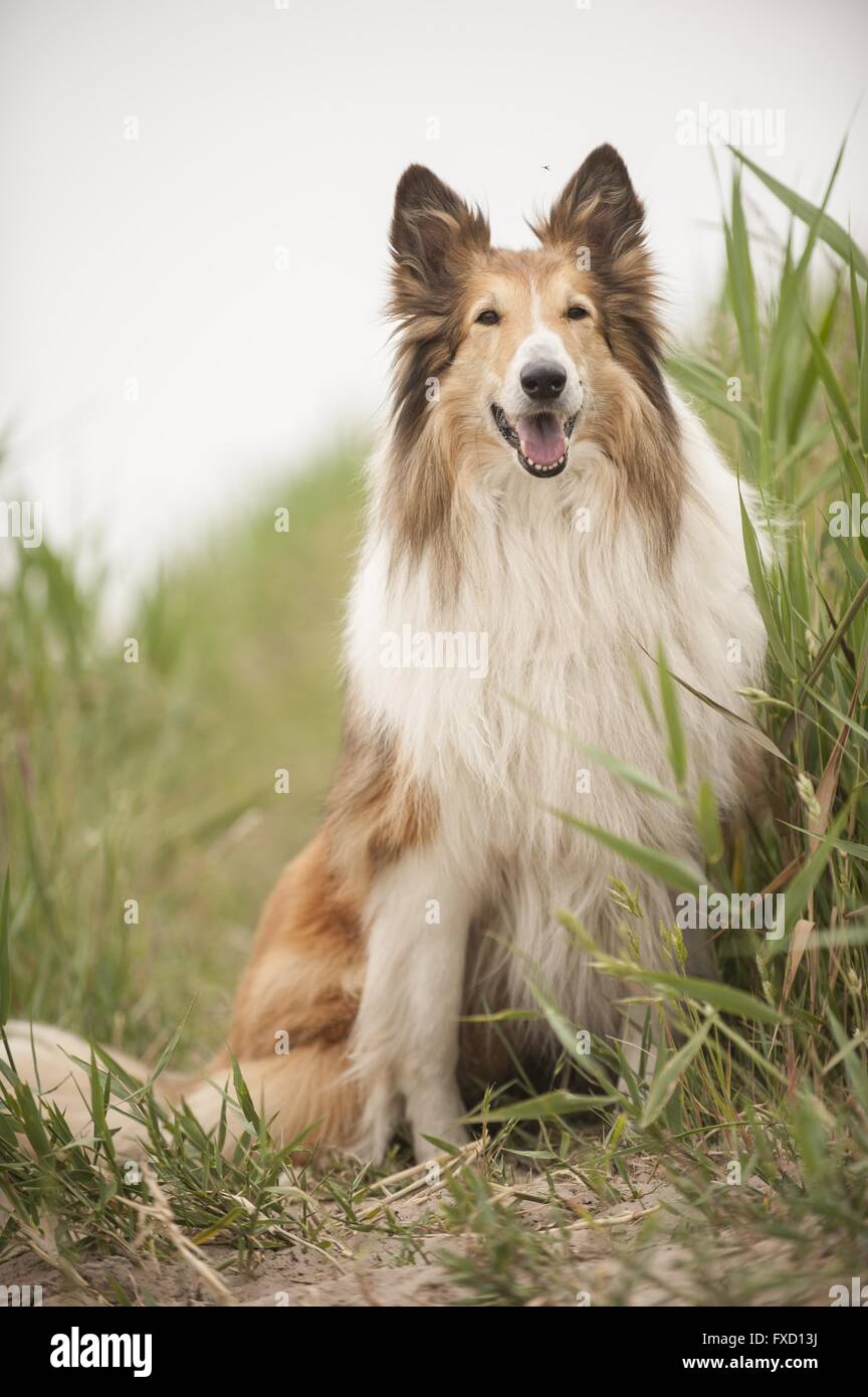 sitting longhaired Collie Stock Photo - Alamy