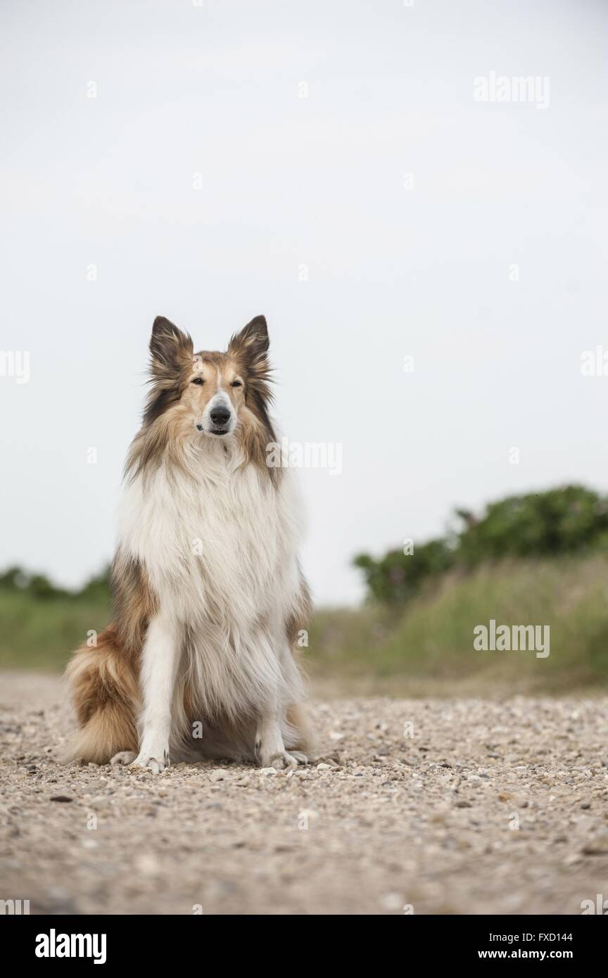 sitting longhaired Collie Stock Photo - Alamy