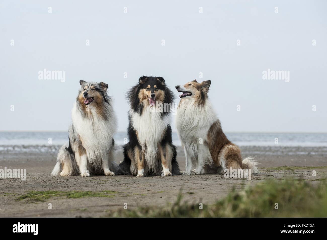 3 longhaired Collies Stock Photo - Alamy