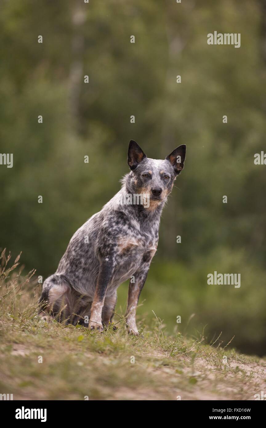 sitting Australian Cattle Dog Stock Photo - Alamy