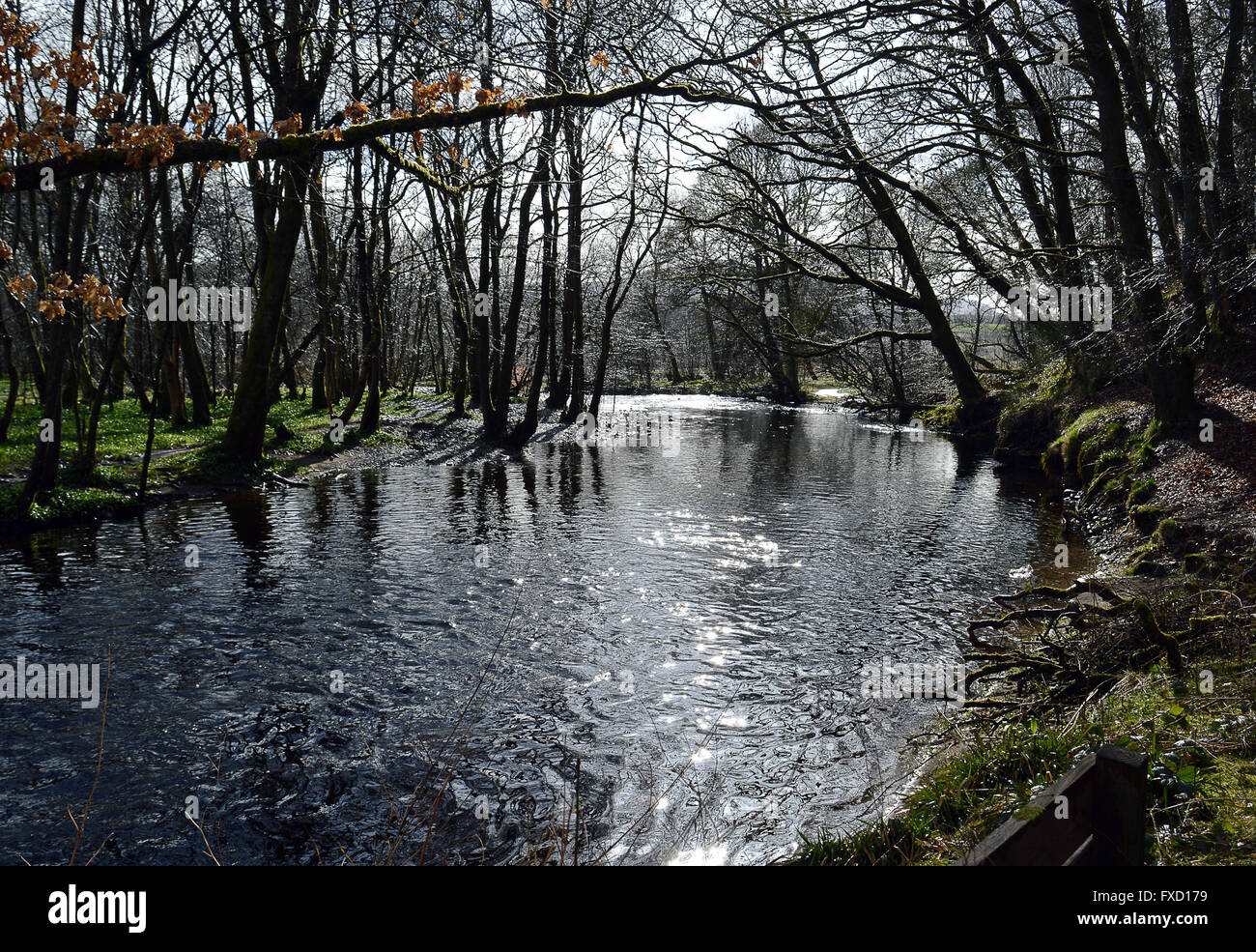 Birch and beech trees grow at the water's edge at the River Earn on ...