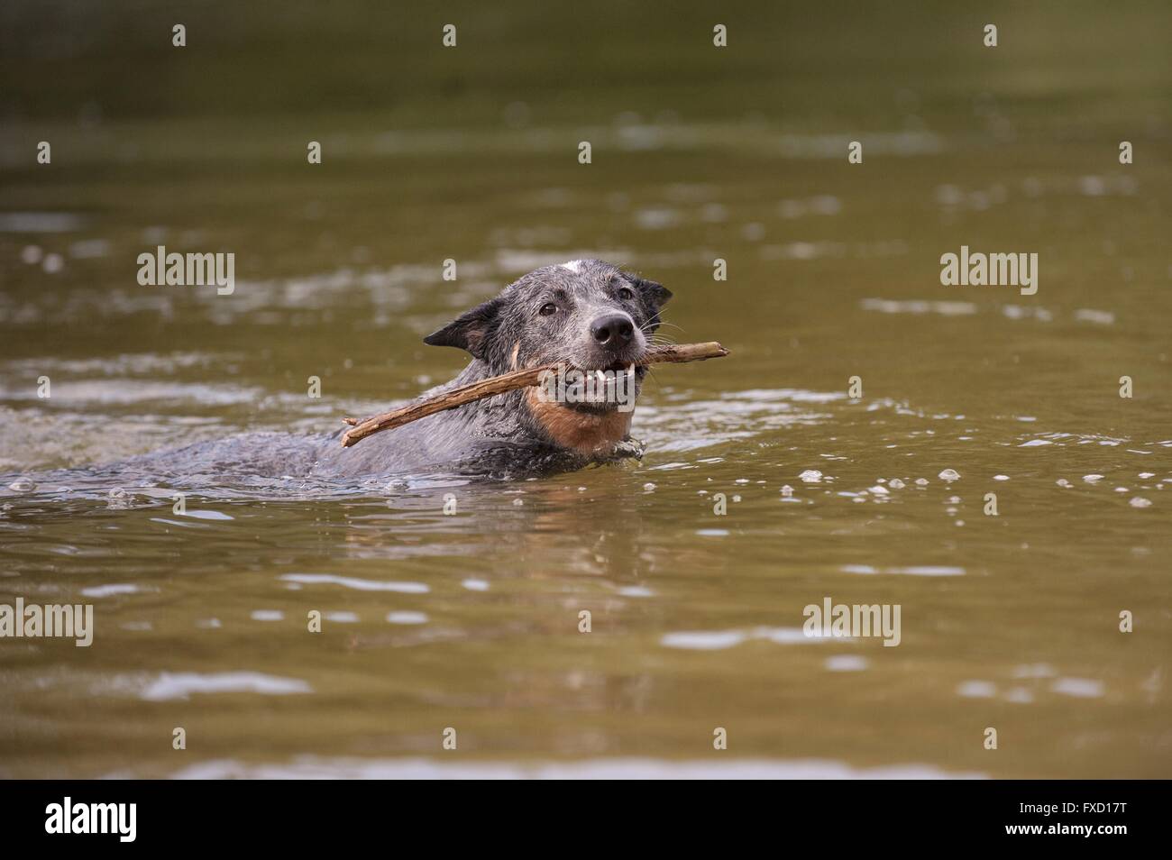 playing Australian Cattle Dog Stock Photo - Alamy