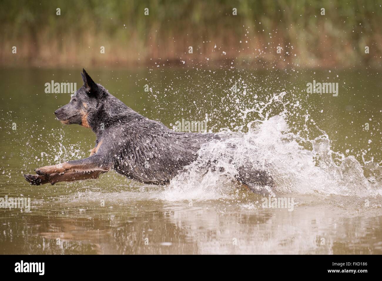 running Australian Cattle Dog Stock Photo - Alamy