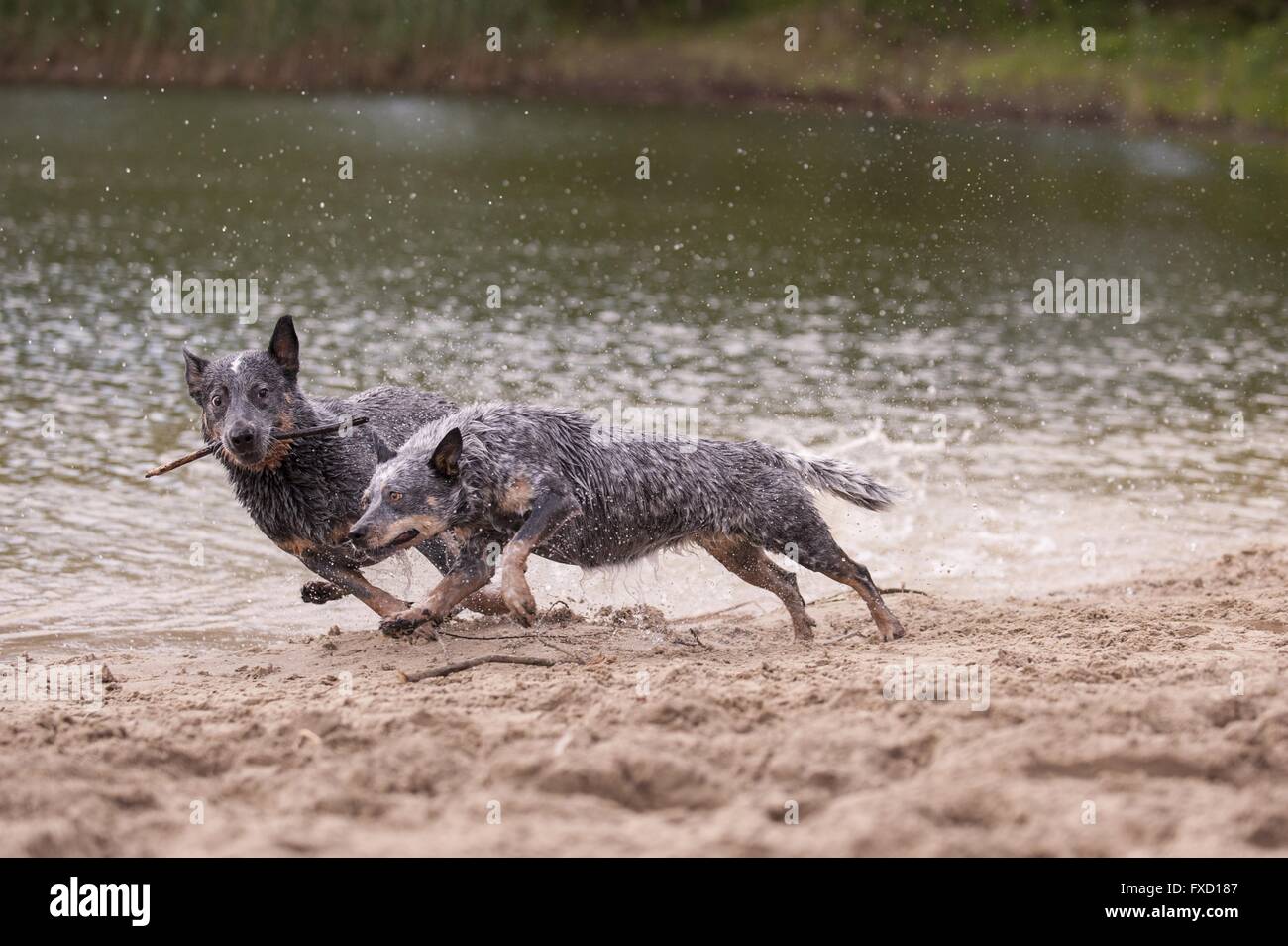 playing Australian Cattle Dogs Stock Photo - Alamy