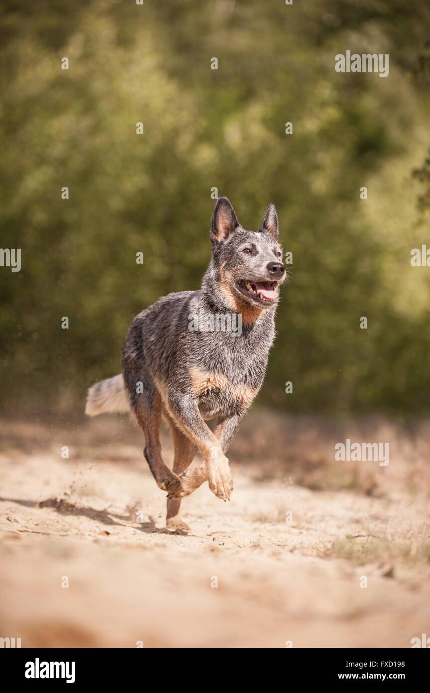running Australian Cattle Dog Stock Photo - Alamy