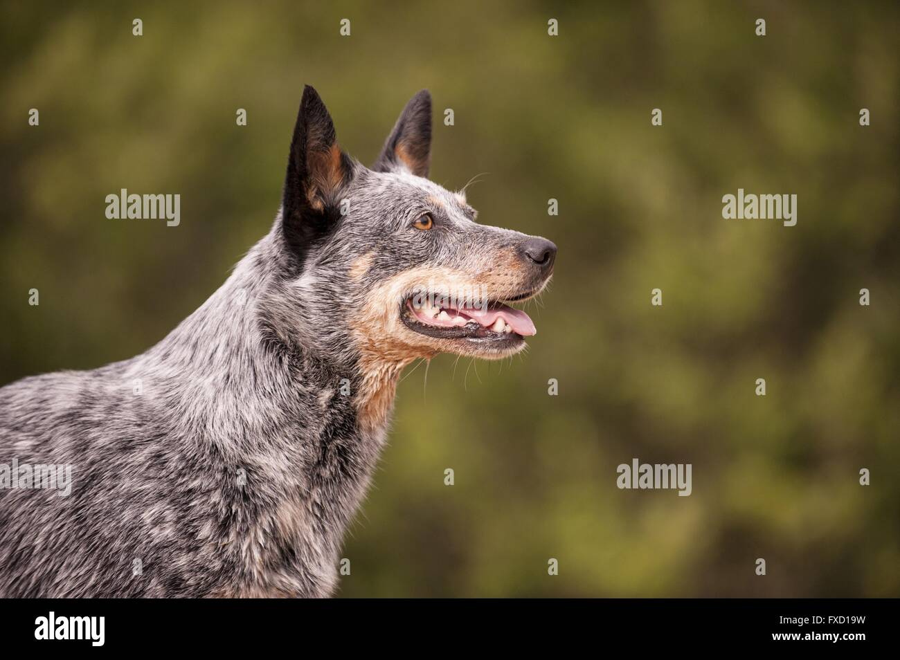 Australian Cattle Dog Portrait Stock Photo - Alamy