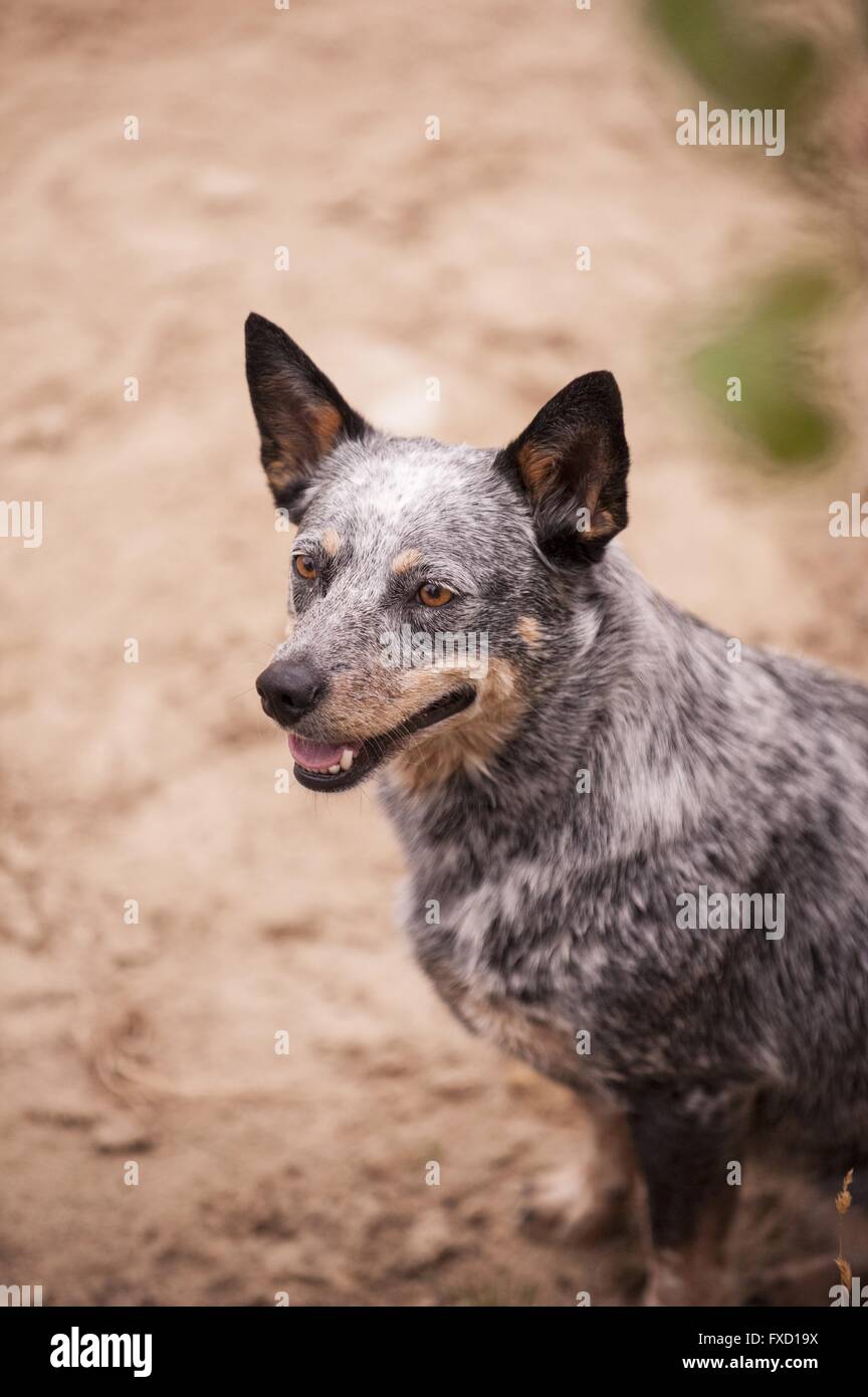 Australian Cattle Dog Portrait Stock Photo - Alamy