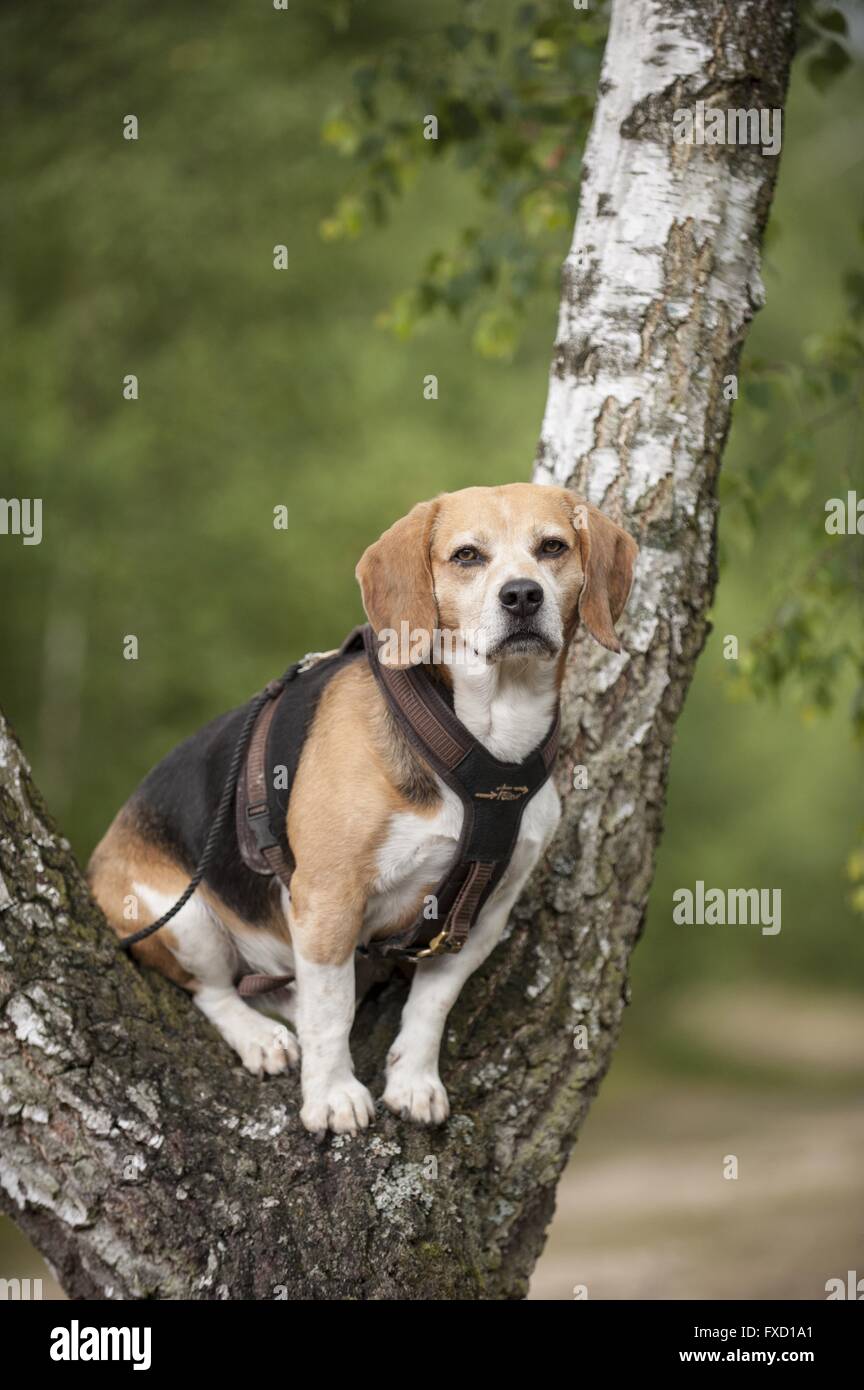 Single sit adult beagle dog hi-res stock photography and images - Alamy
