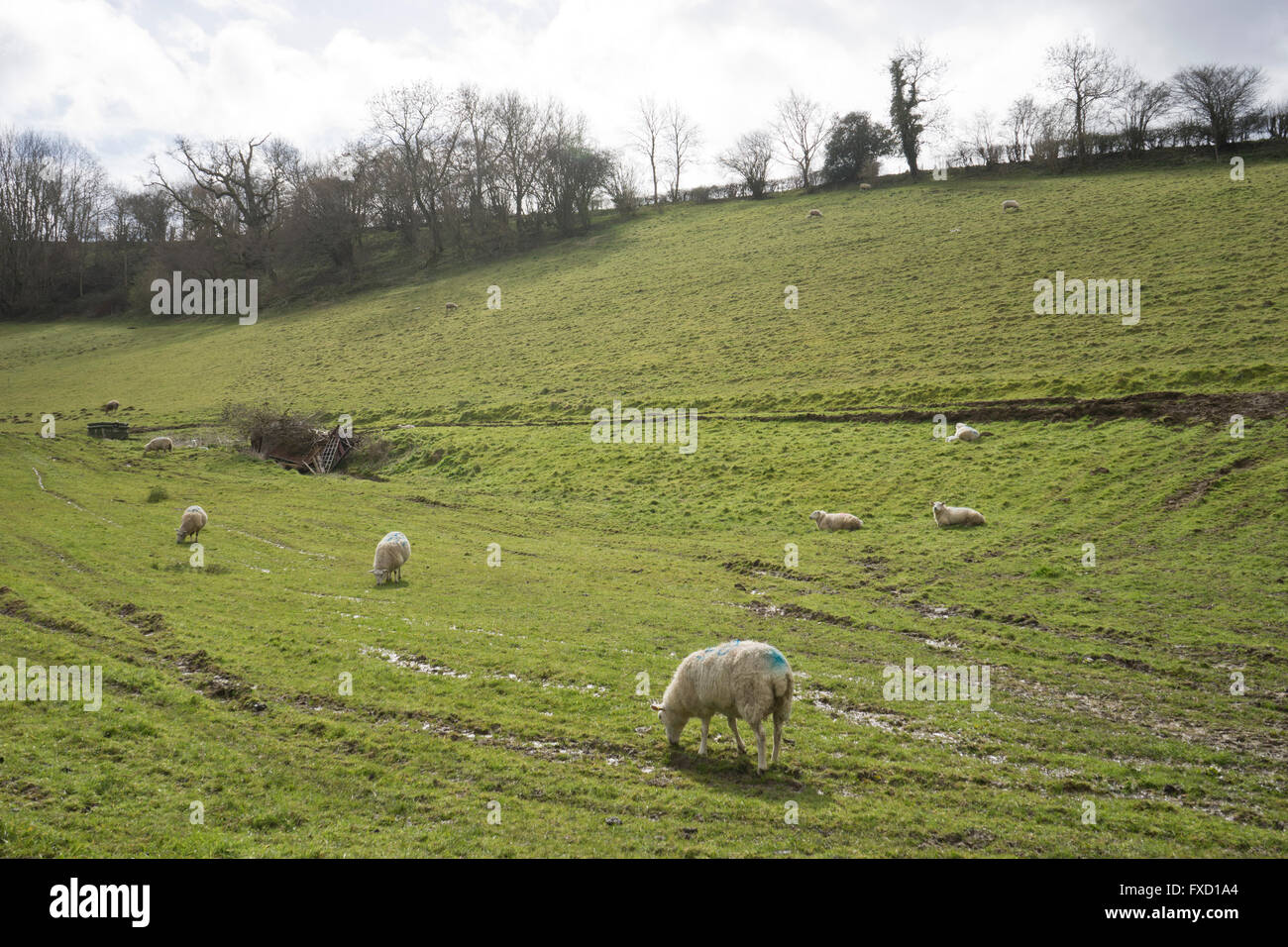 Sheep farm and lambs in lambing season in the Spring. Somerset, England ...