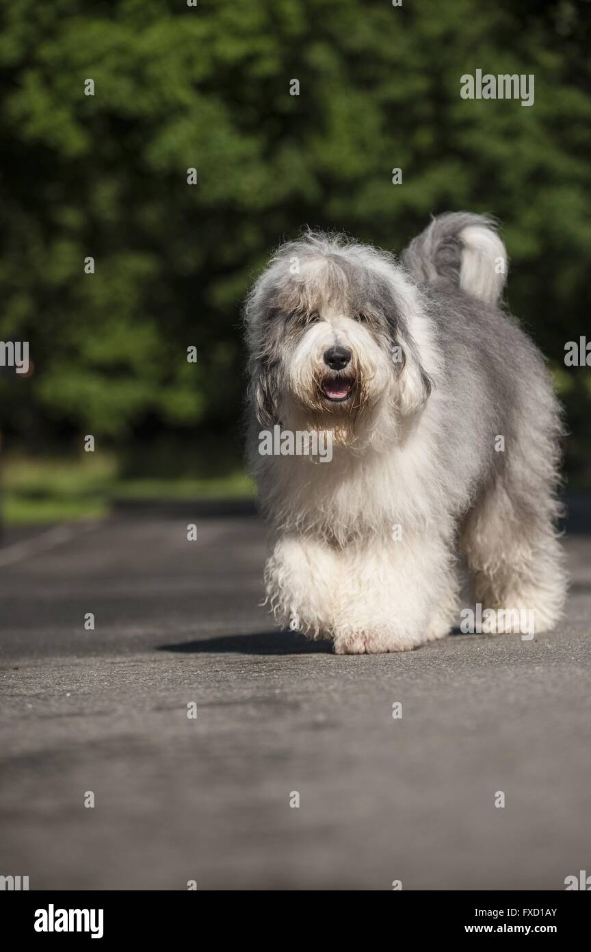 Bobtail walking hi-res stock photography and images - Alamy
