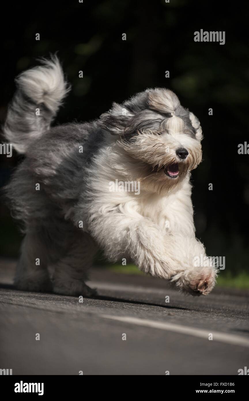 Bobtail running hi-res stock photography and images - Alamy