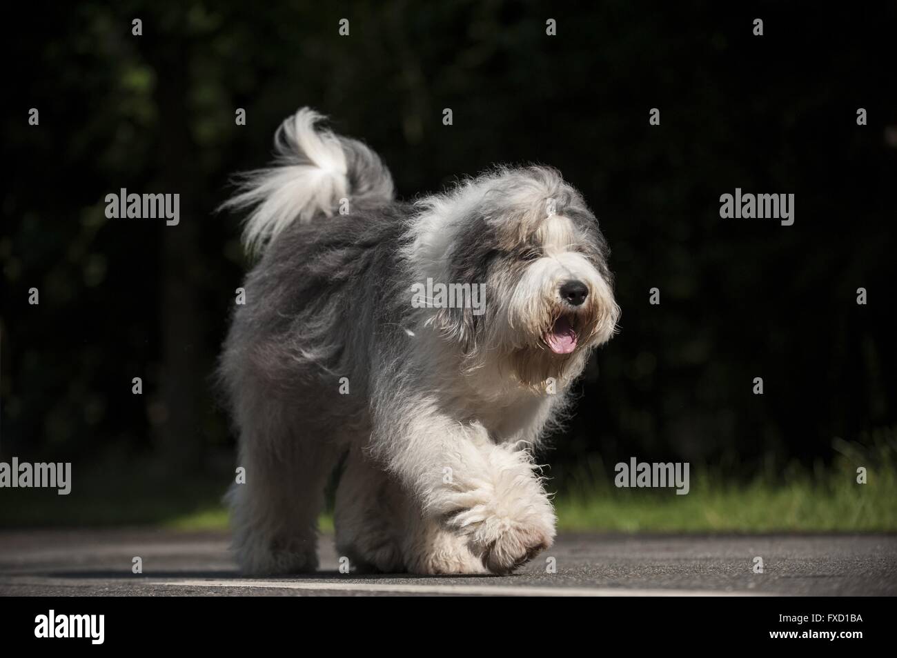 Bobtail walking hi-res stock photography and images - Alamy