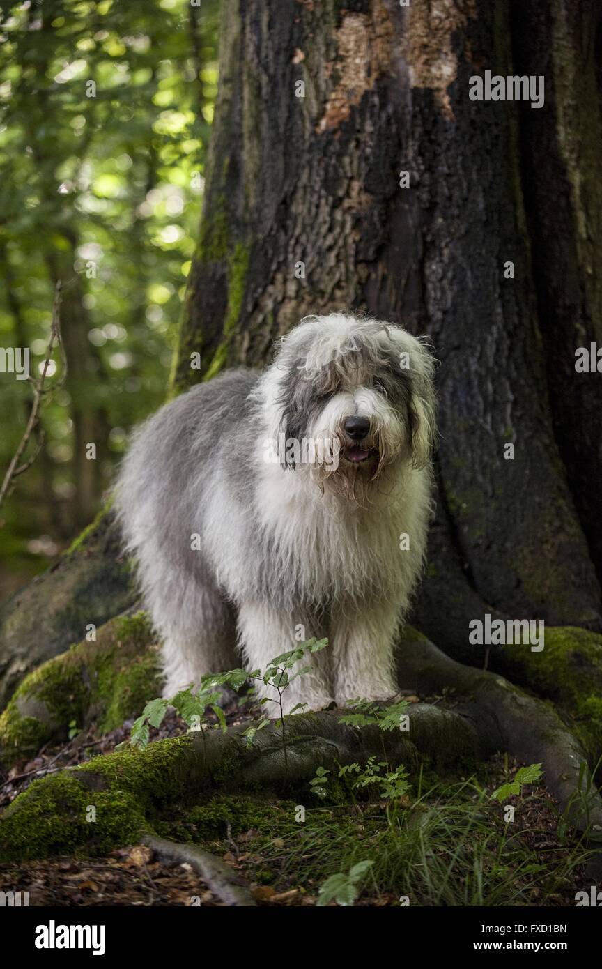 Bobtail in the forest Stock Photo - Alamy