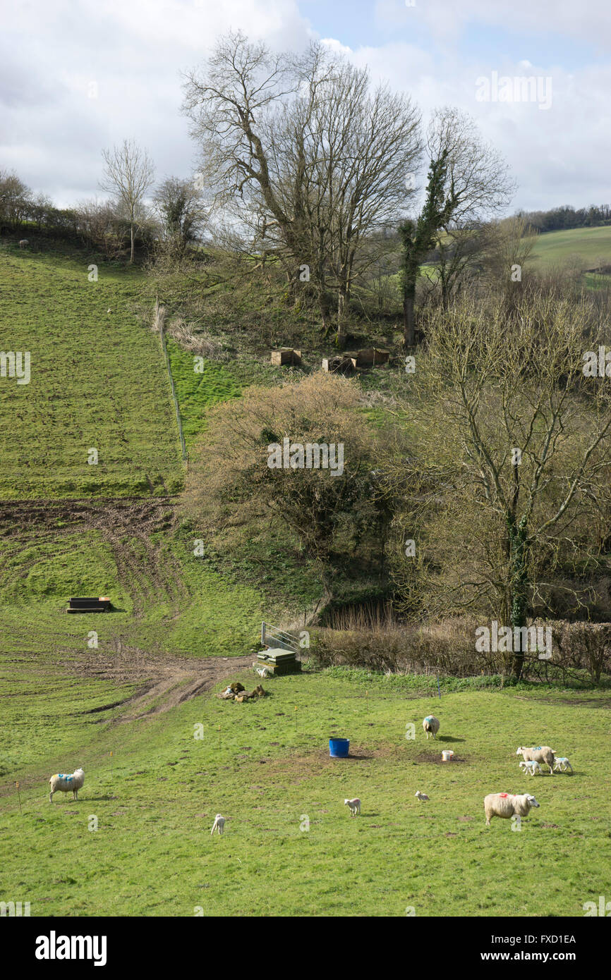 Sheep farm and lambs in lambing season in the Spring. Somerset, England ...