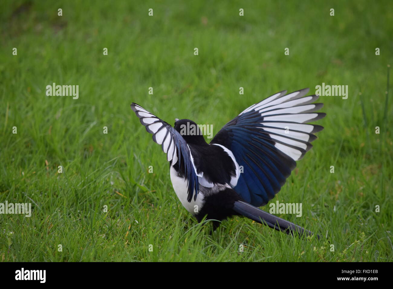 Magpie, dancing for his mate Stock Photo - Alamy