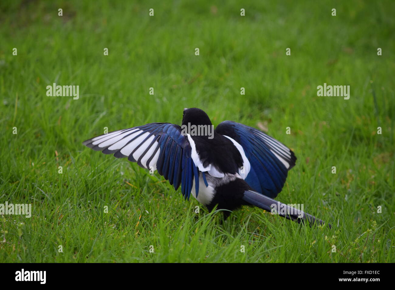 Magpie dancing for a mate Stock Photo - Alamy