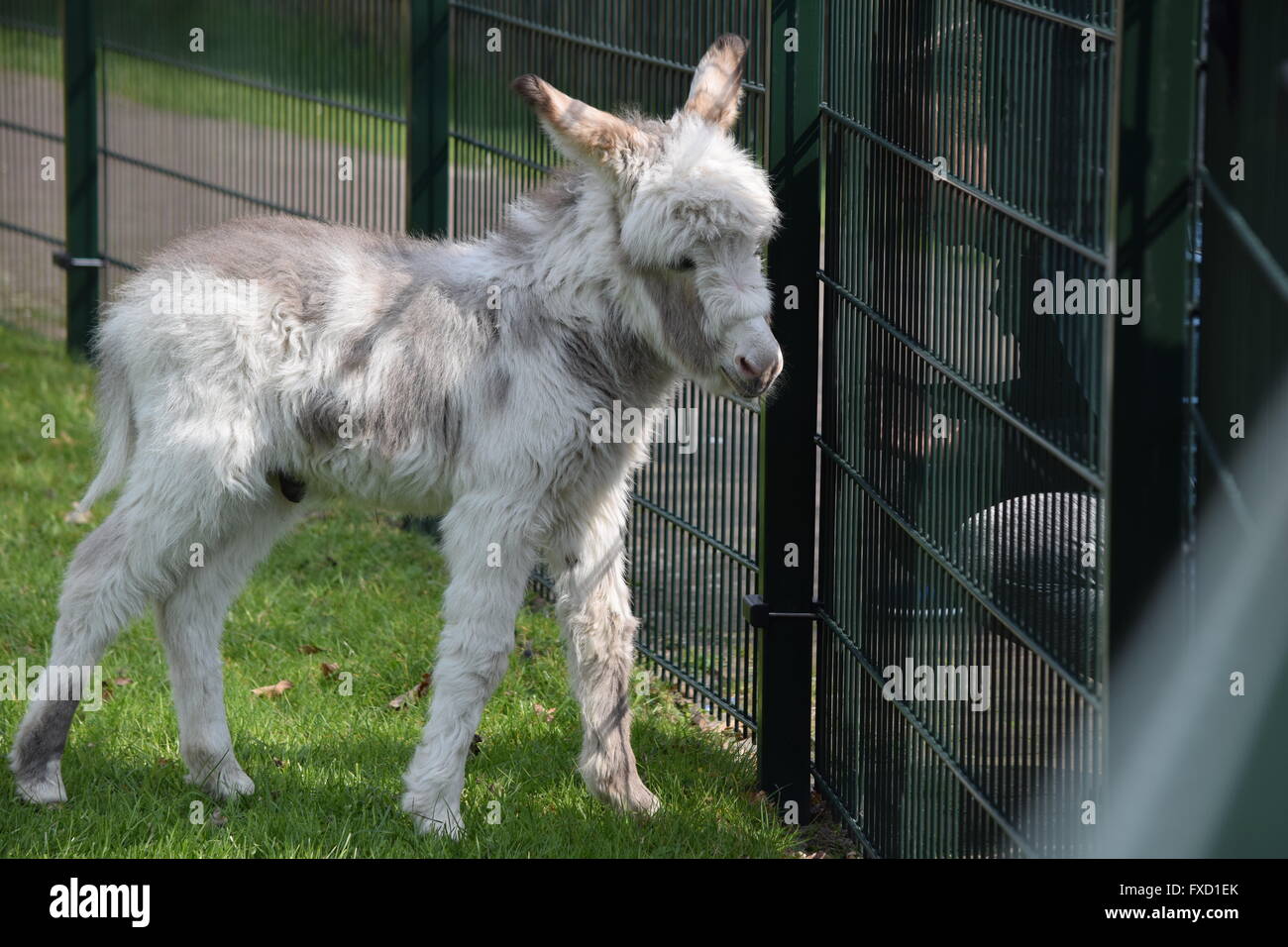 new born donkey Stock Photo - Alamy