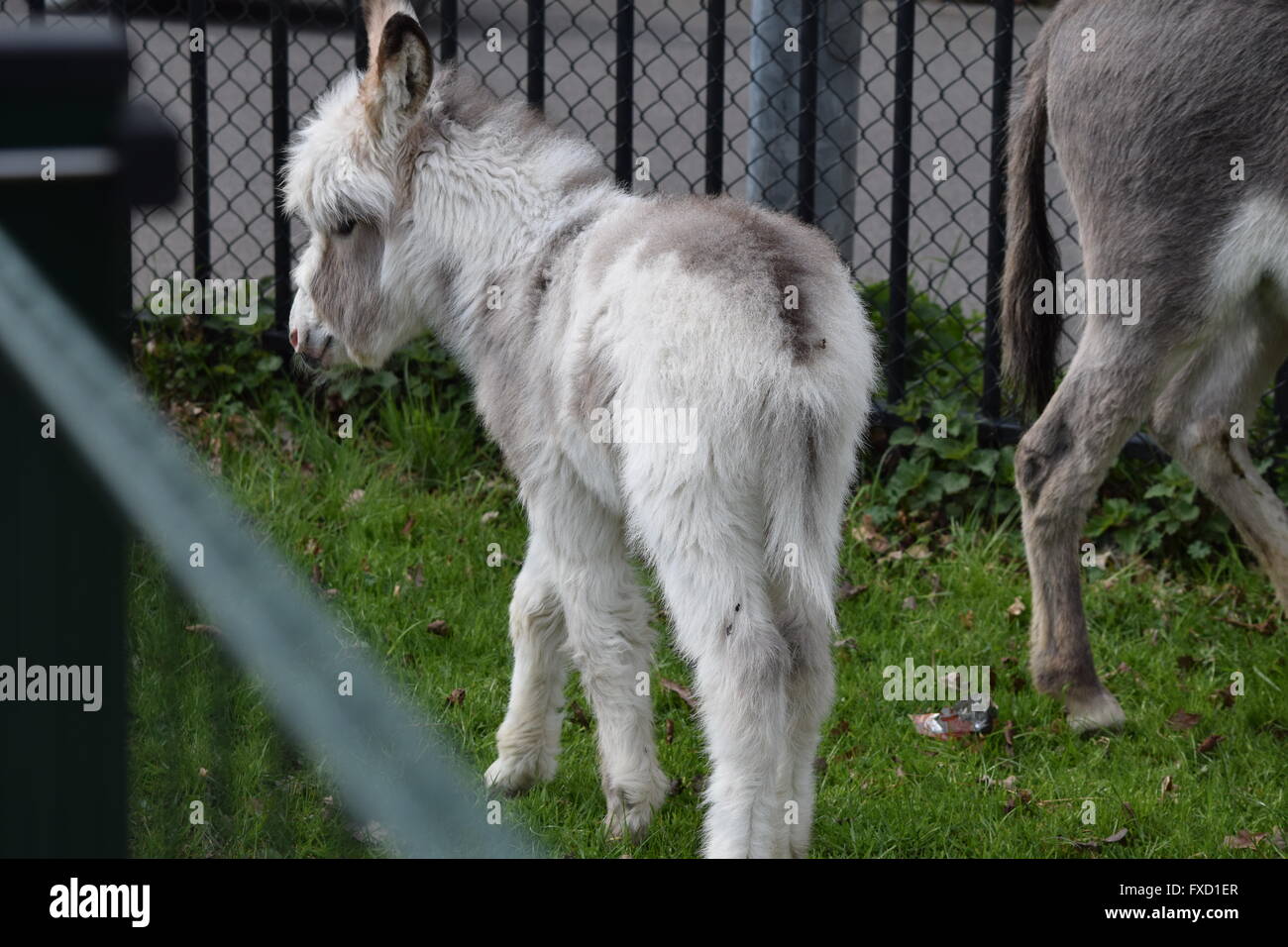 Baby donkey hi-res stock photography and images - Alamy