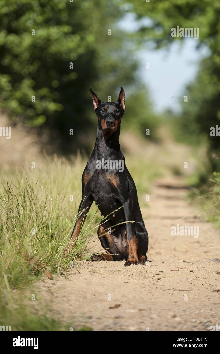 sitting Doberman Pinscher Stock Photo - Alamy