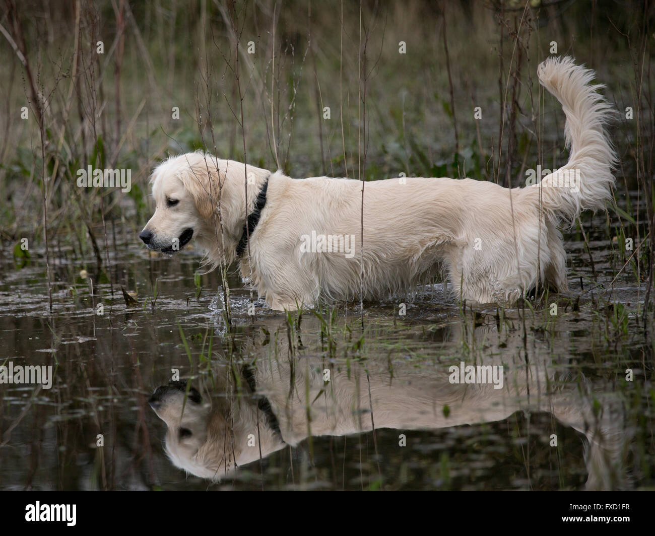 Golden Retriever playing in water Stock Photo - Alamy