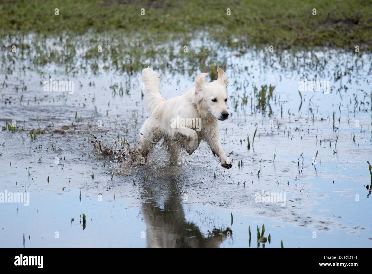 Golden Retriever playing in water Stock Photo - Alamy