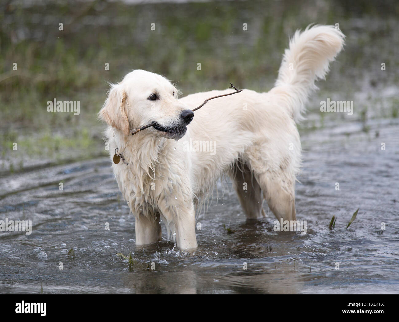Golden Retriever playing in water Stock Photo - Alamy