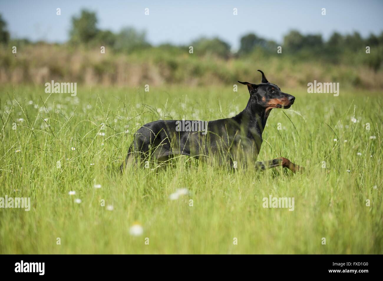 running Doberman Pinscher Stock Photo - Alamy