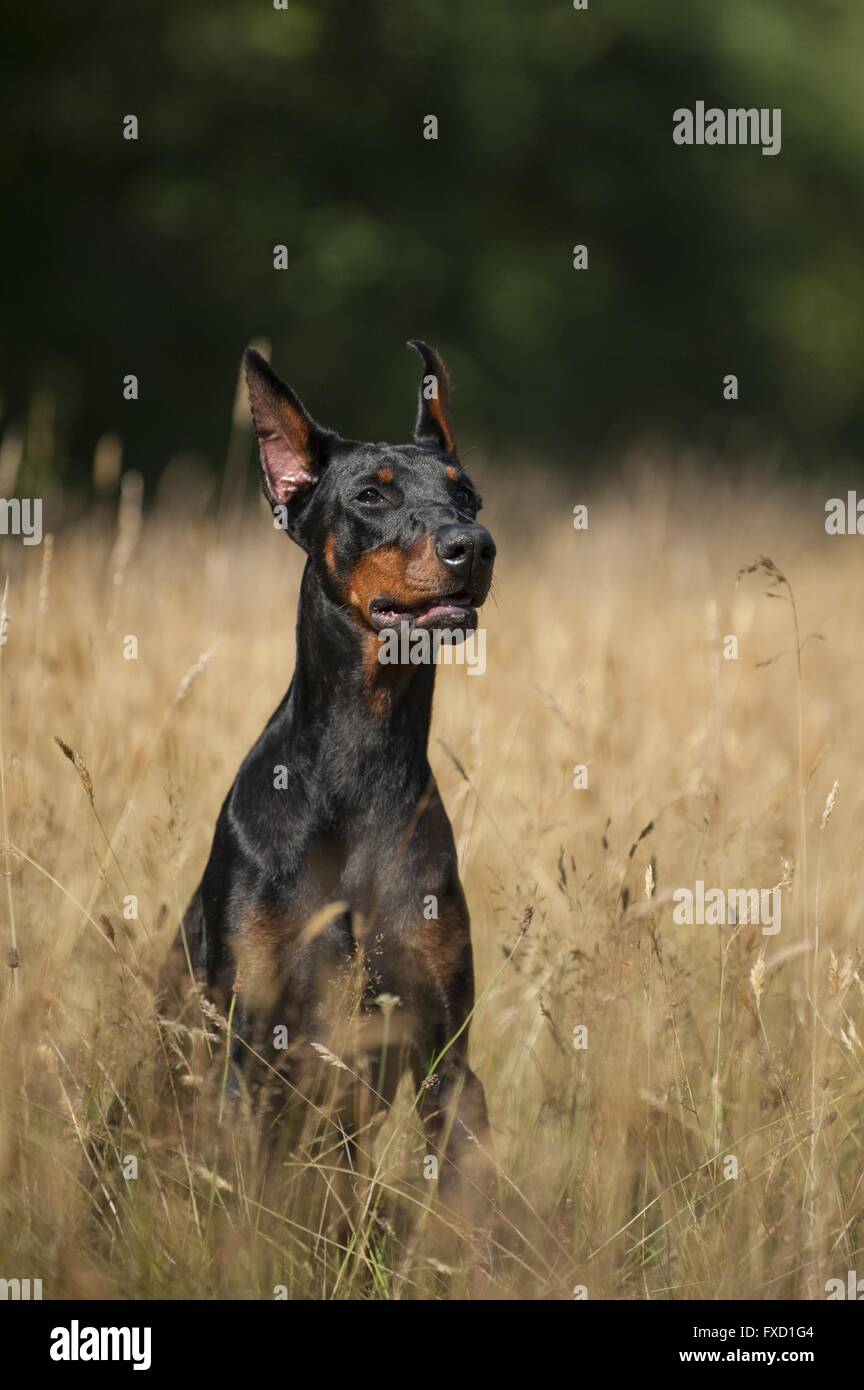 sitting Doberman Pinscher Stock Photo - Alamy