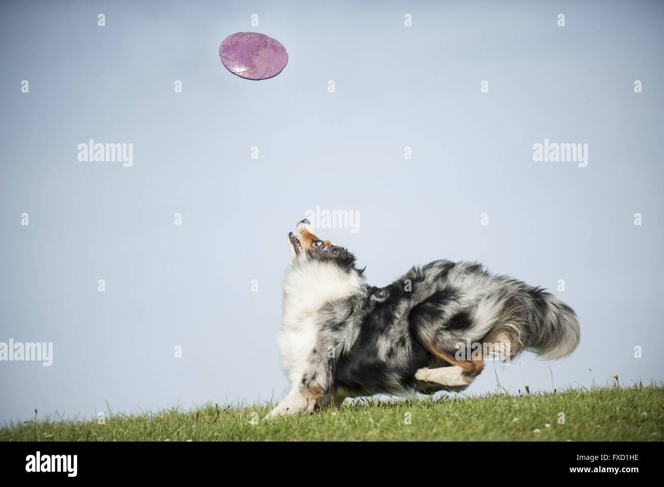 playing Australian Shepherd Stock Photo - Alamy