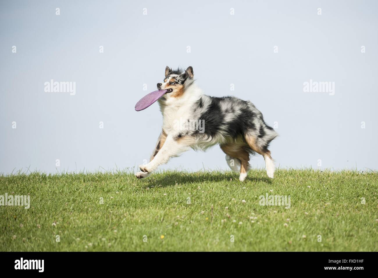 playing Australian Shepherd Stock Photo - Alamy