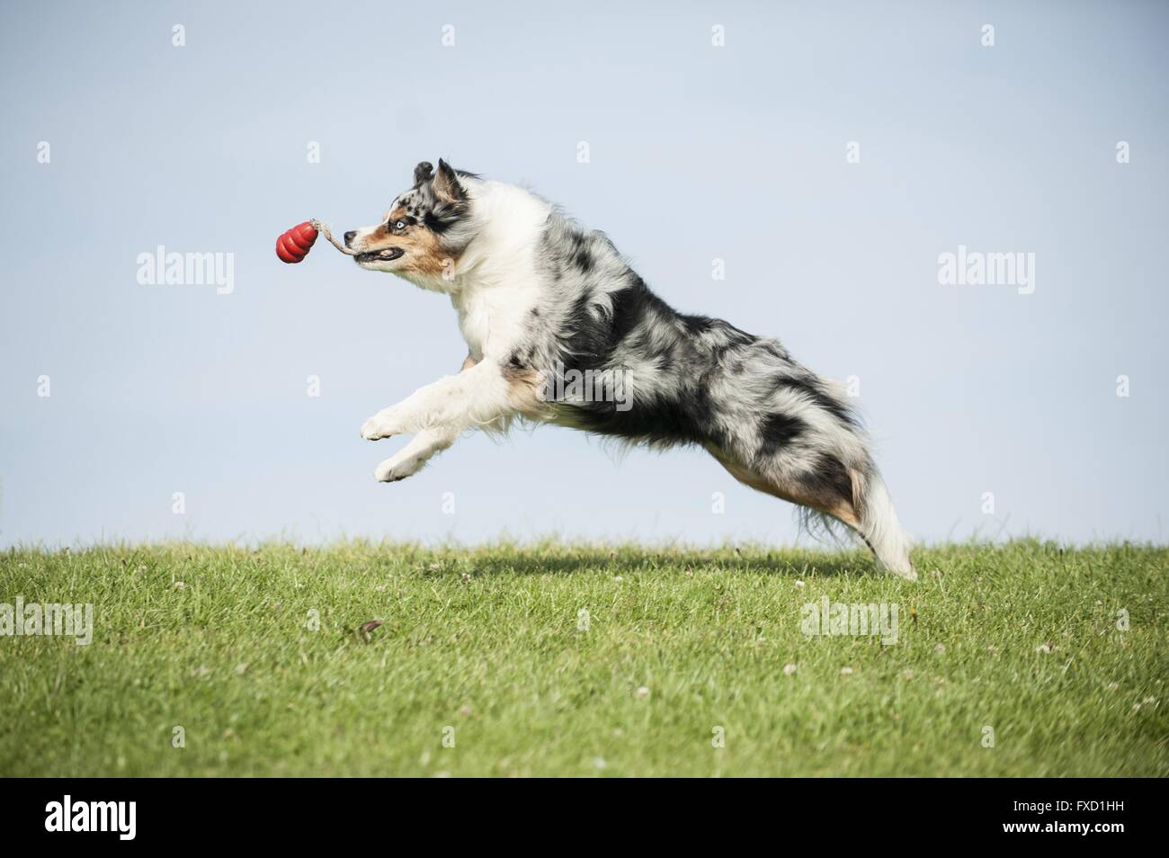 playing Australian Shepherd Stock Photo - Alamy