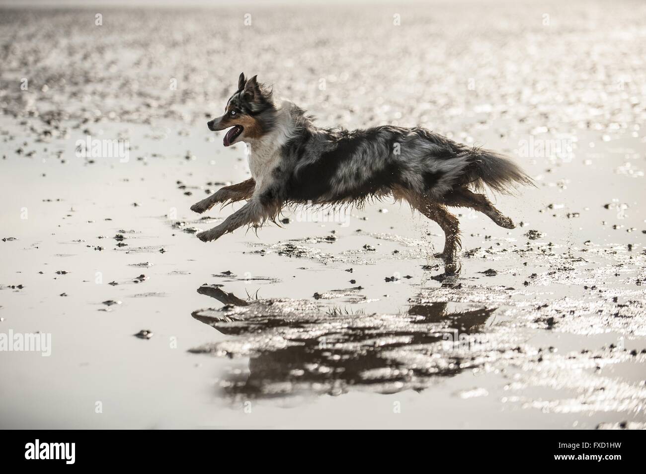 running Australian Shepherd Stock Photo - Alamy