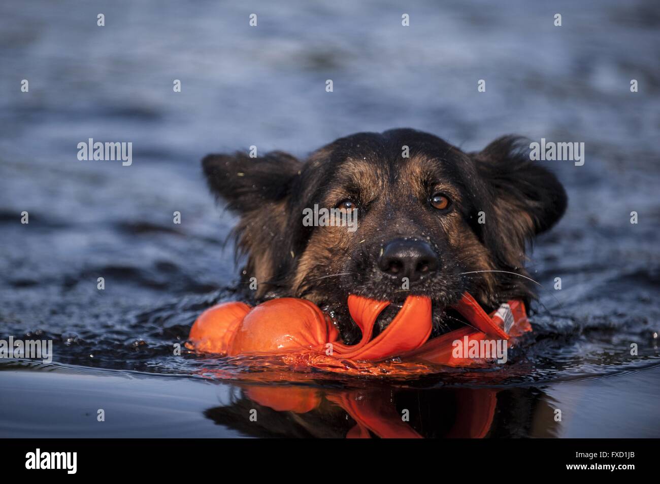 Old German Shepherd Stock Photo - Alamy