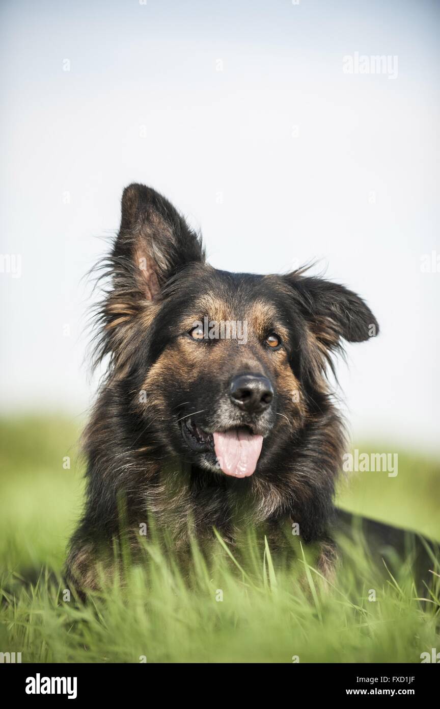 Old German Shepherd Stock Photo - Alamy